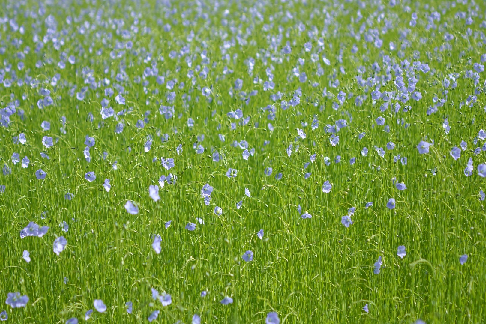 Wat is vlas? | Vlasmuseum It Braakhok